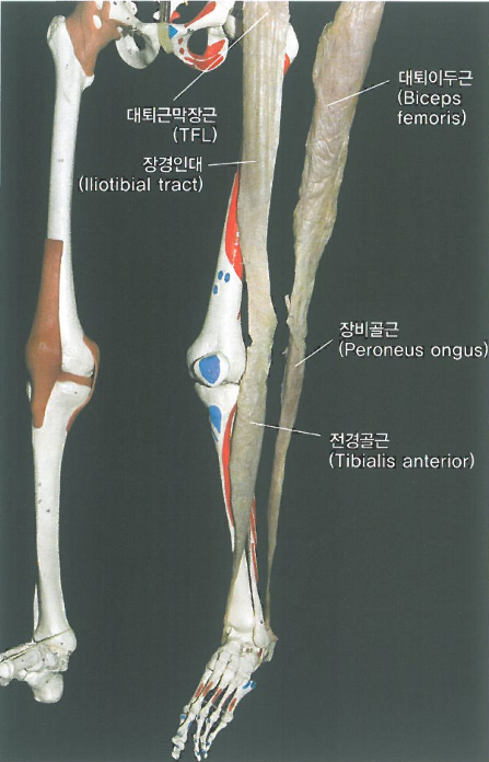 동천동pt 근막경선 해부학 자세 분석 및 치료아나토미 트레이닝 6장 나선선2 네이버 블로그